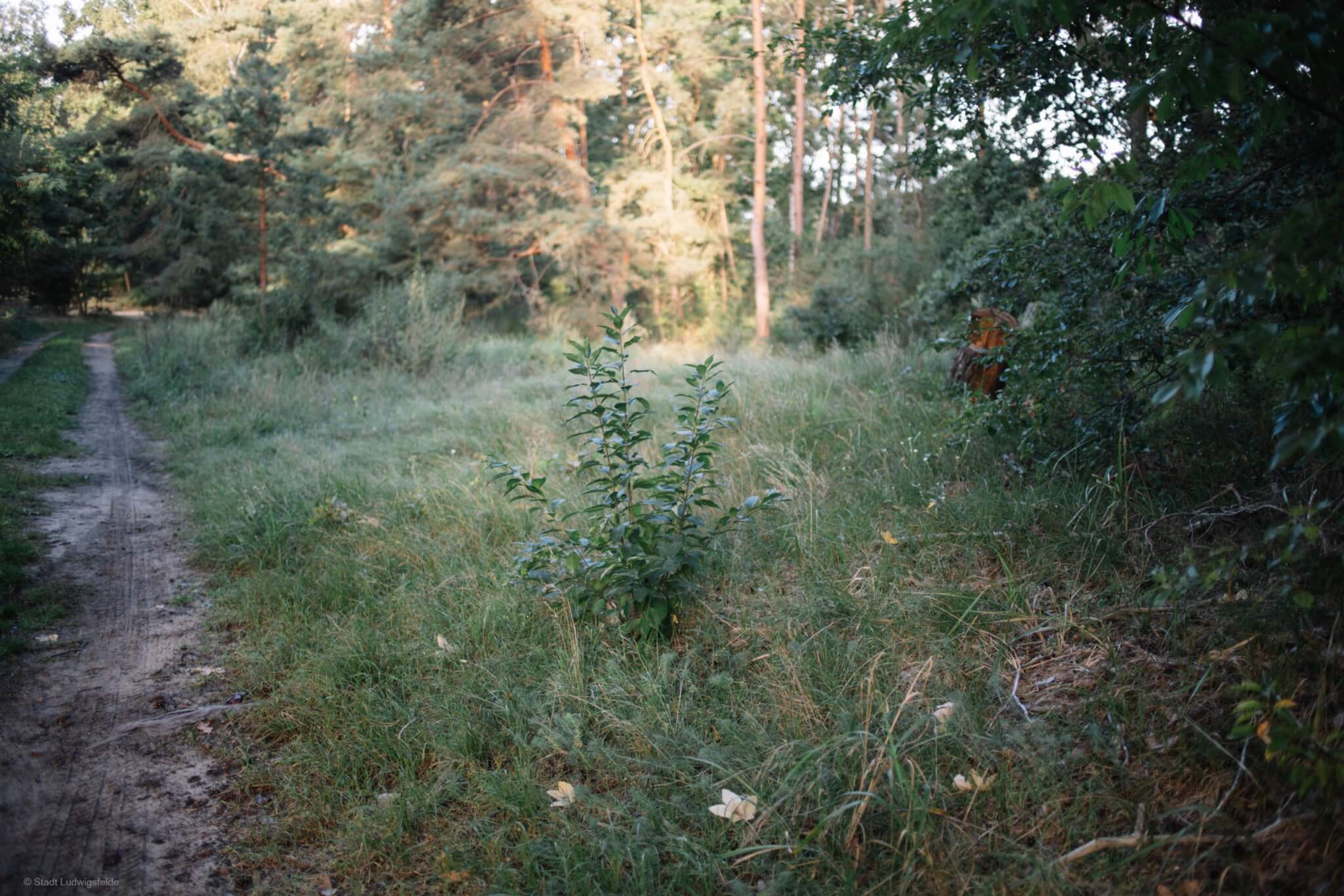 „Wer dem Wald schadet, schadet sich selbst!“ - Stadt Ludwigsfelde